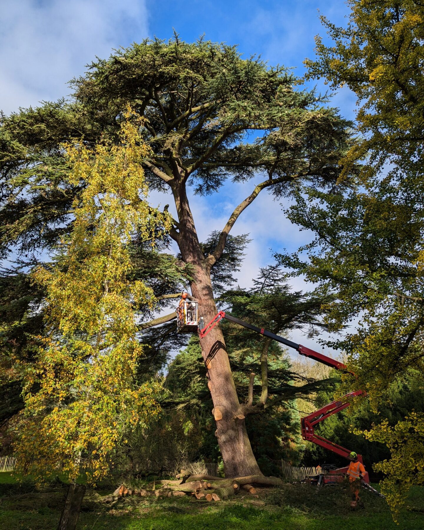 Arboriculture - Section Felling a Cedar Tree - Greenfields Countryside ...