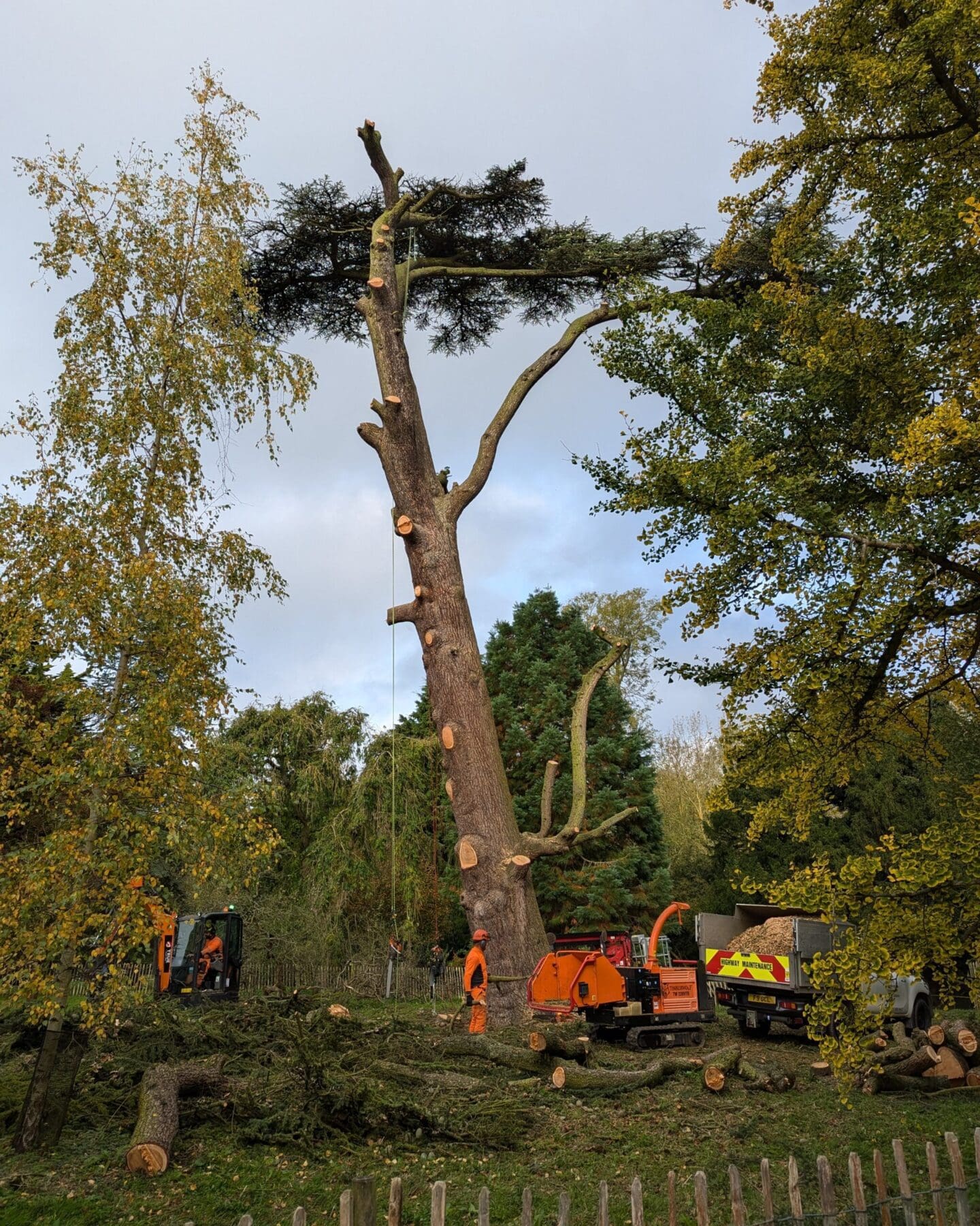 Arboriculture - Section Felling a Cedar Tree - Greenfields Countryside ...